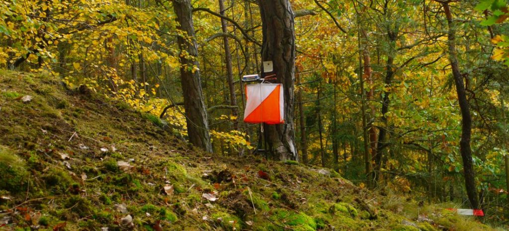 Forest control | Three Rock Orienteering